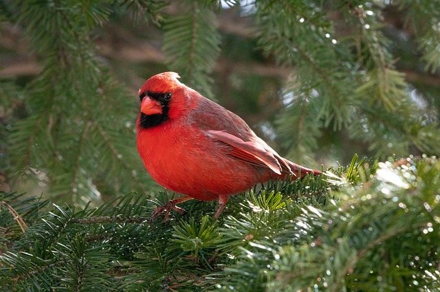 Are Cardinals Endangered? Natural Species Insights - Sustainable ...