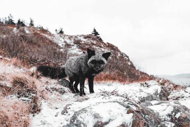 Are Silver Foxes Endangered? Know Why They're Rare - Sustainable ...