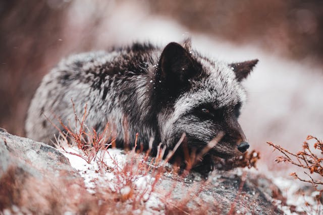 Are Silver Foxes Endangered? Know Why They're Rare - Sustainable ...