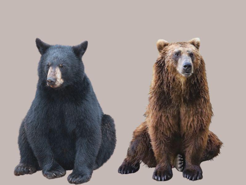 Black vs Brown Bear: Differences Between Black Bears and Brown Bears