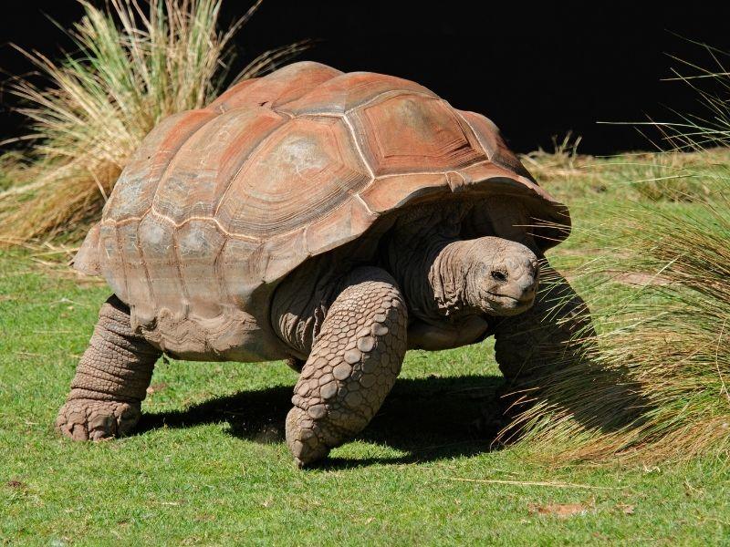 Fernandina Giant Tortoise Rediscovered: The Return of the Fernandina ...