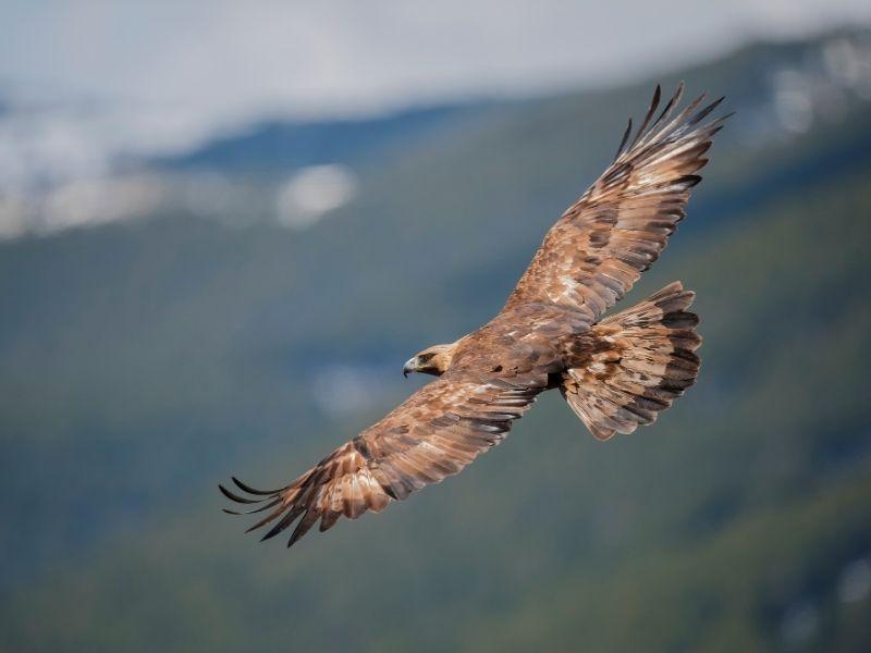 Golden Eagle vs Bald Eagle: Differences Between Golden Eagles and Bald ...