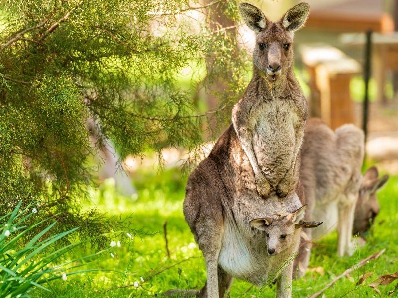 Discovering the Mysteries: Inside of a Kangaroo Pouch