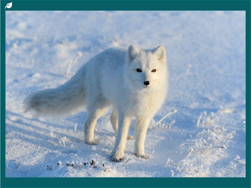 Arctic Fox: What Does It Eat and Its Dietary Habits