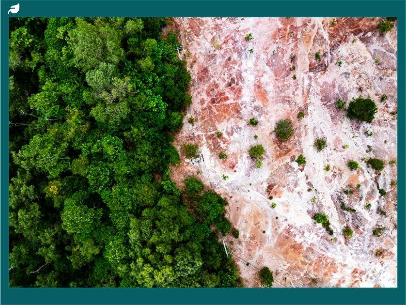 Deforestation and Its Impact on Biodiversity: Understanding ...