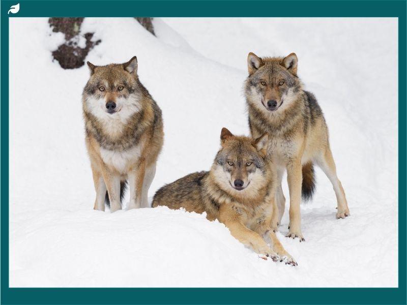 Wolves in Illinois: Preparing for a Potential Wolf Population