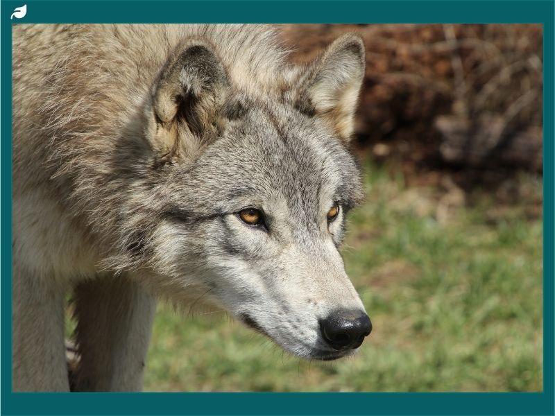 Wolves in Illinois: Preparing for a Potential Wolf Population