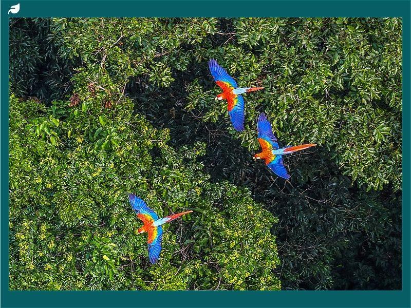 Tropical Rainforests: What Biome Has the Most Diverse Plant and Animal ...