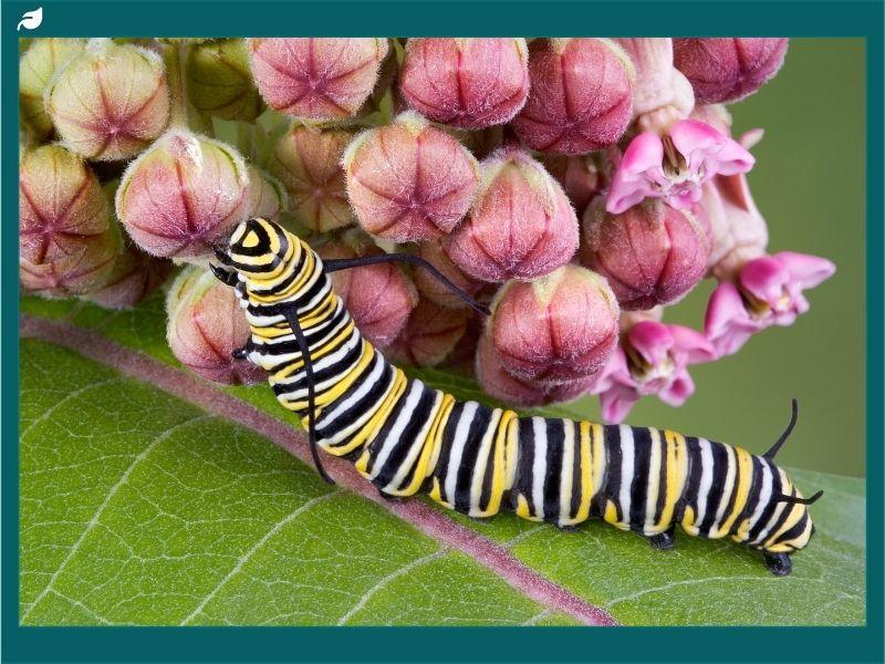 Monarch Caterpillars: Stages from Caterpillar to Chrysalis ...