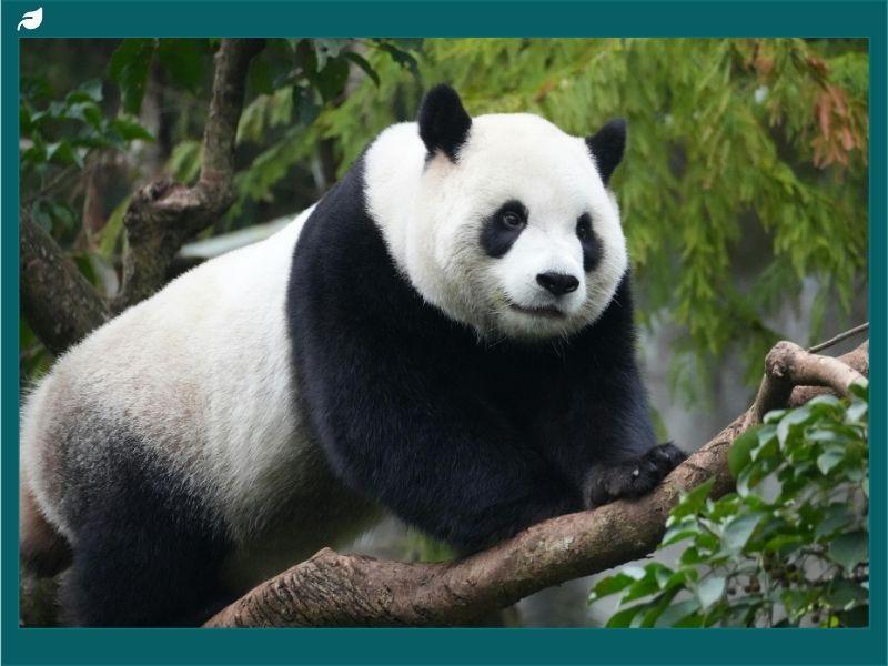 How Many Pandas Are Left in the World? Panda Numbers and Giant Pandas ...