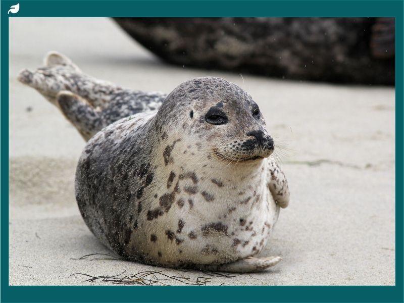 Are Seals Endangered? Examining Seal Threats and Conservation