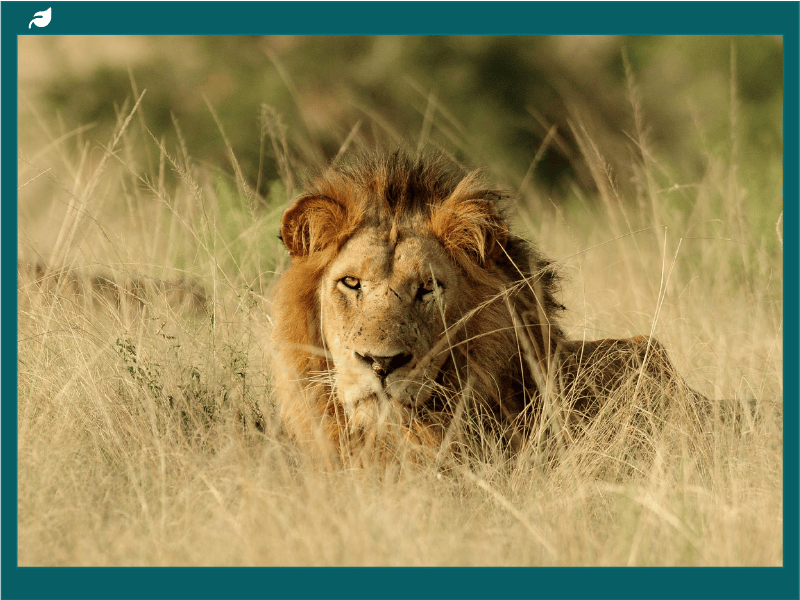 Poaching for Lion Body Parts Could Become an Existential Threat to ...